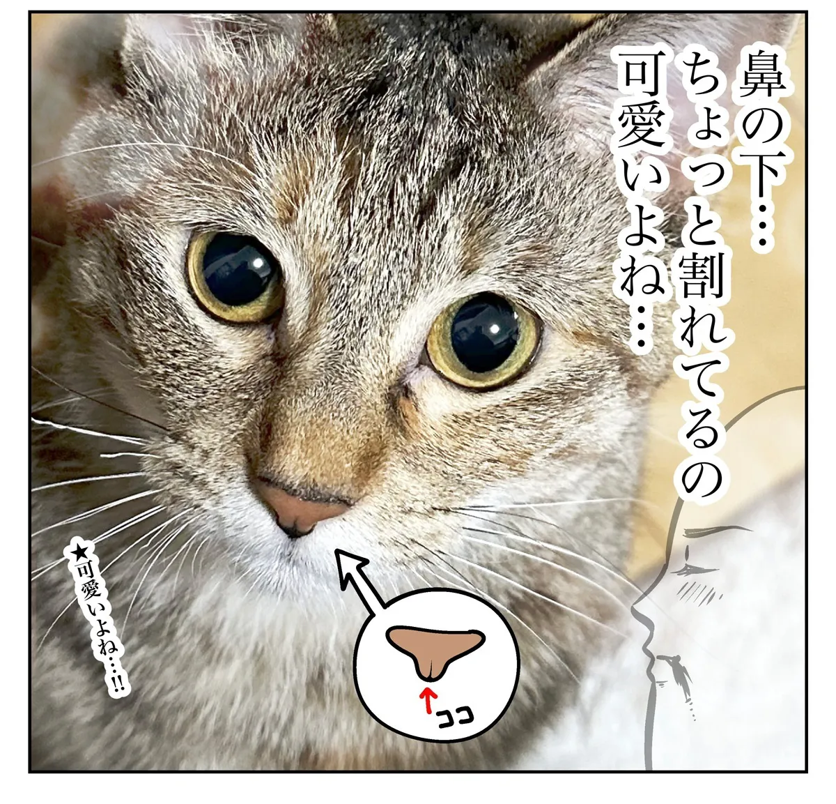 耳の先のチョビ毛も、鼻の下の割れ目も。10万いいねを集めた“猫のかわいさ”は、優しい観察眼から生まれた【漫画家インタビュー】 7枚目/全54枚 ...