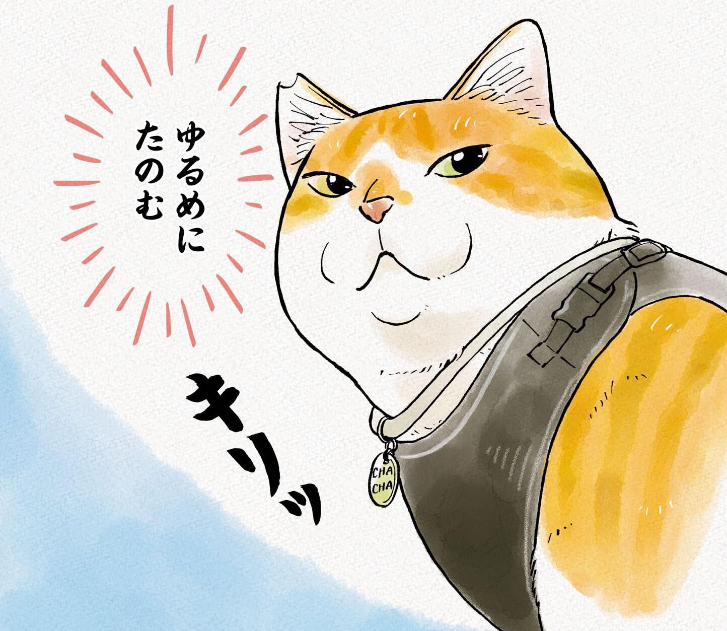 散歩が大好きな元野良猫。ハーネスを装着して今日もパトロールへ！／元野良猫チャチャ 本日も見まわり中 | ダ・ヴィンチWeb